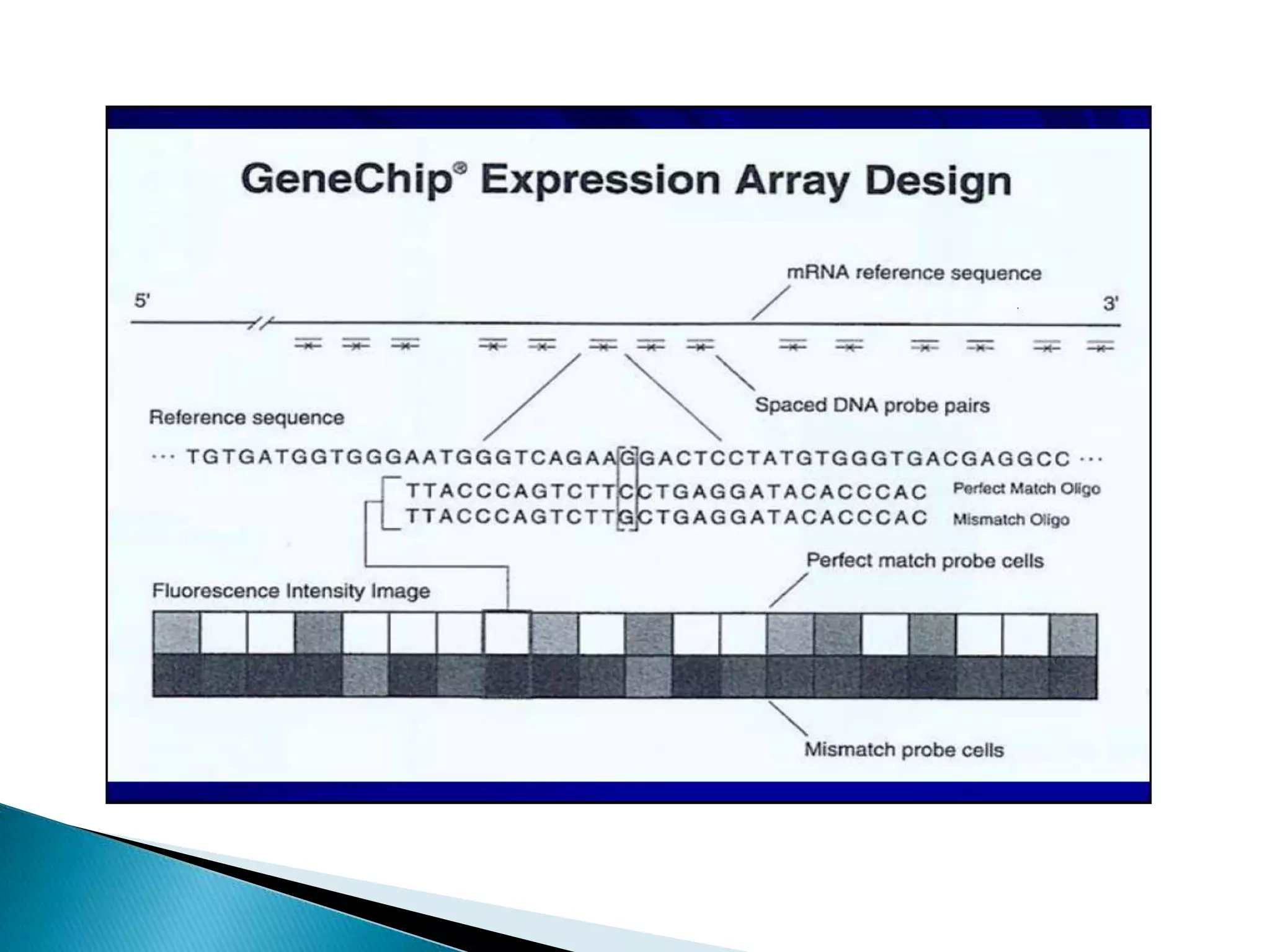 MICROARRAY | PPTX