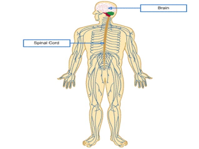 neurological localization fifth sixth stage | PPT