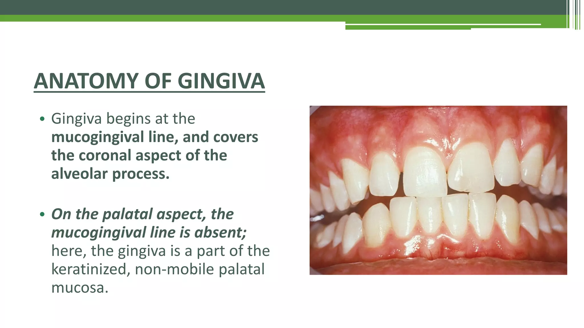 Clinical Periodontology - Introduction & Anatomy | PDF