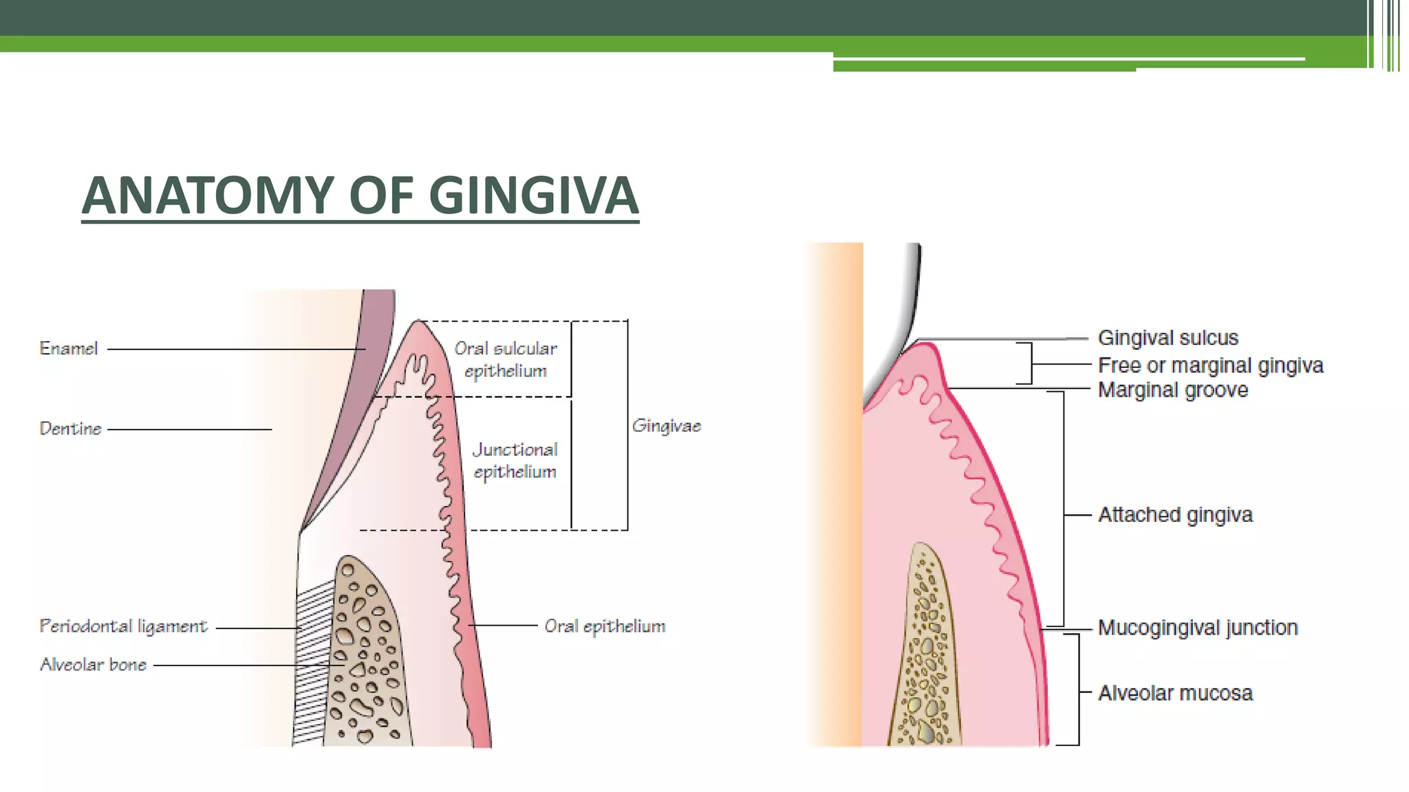 Clinical Periodontology - Introduction & Anatomy | PDF