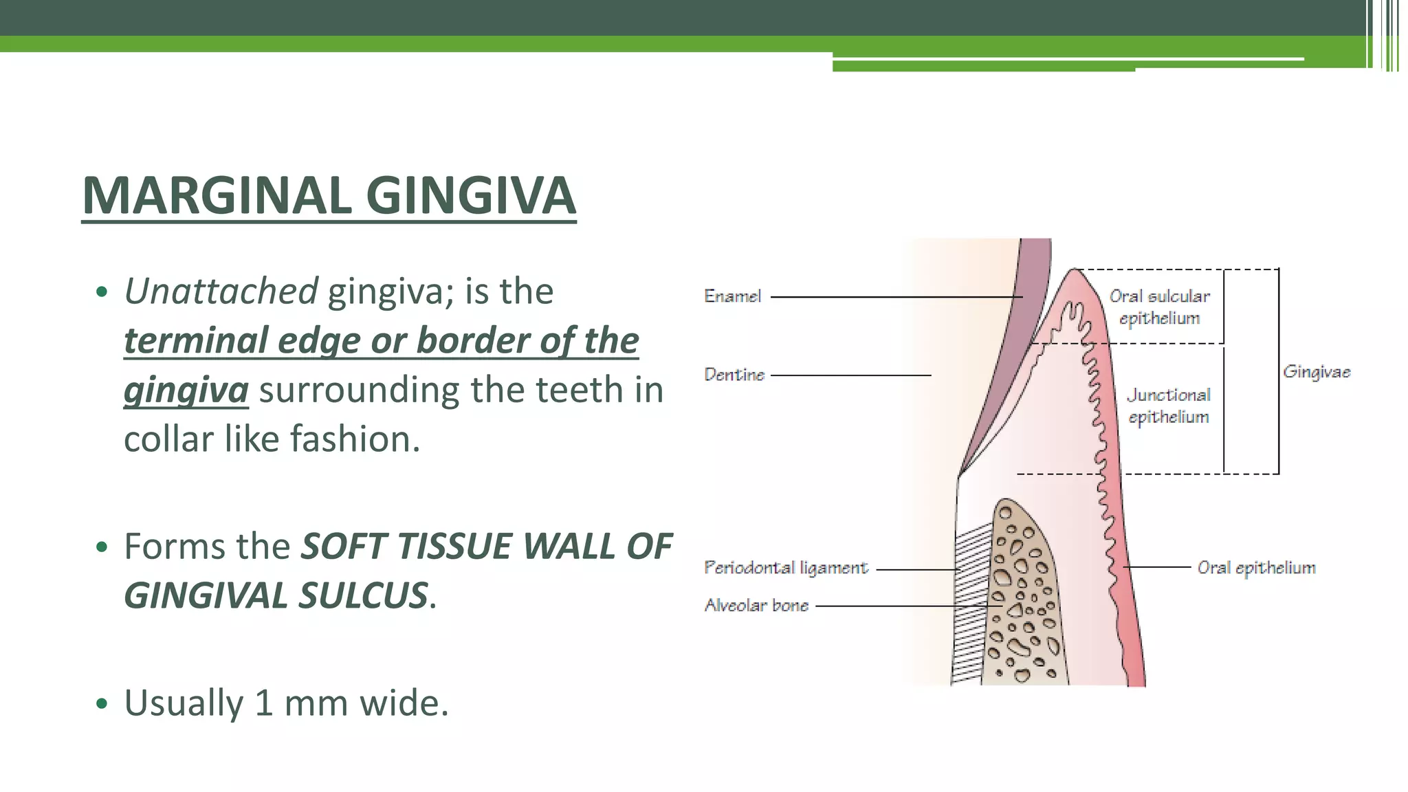 Clinical Periodontology - Introduction & Anatomy | PDF