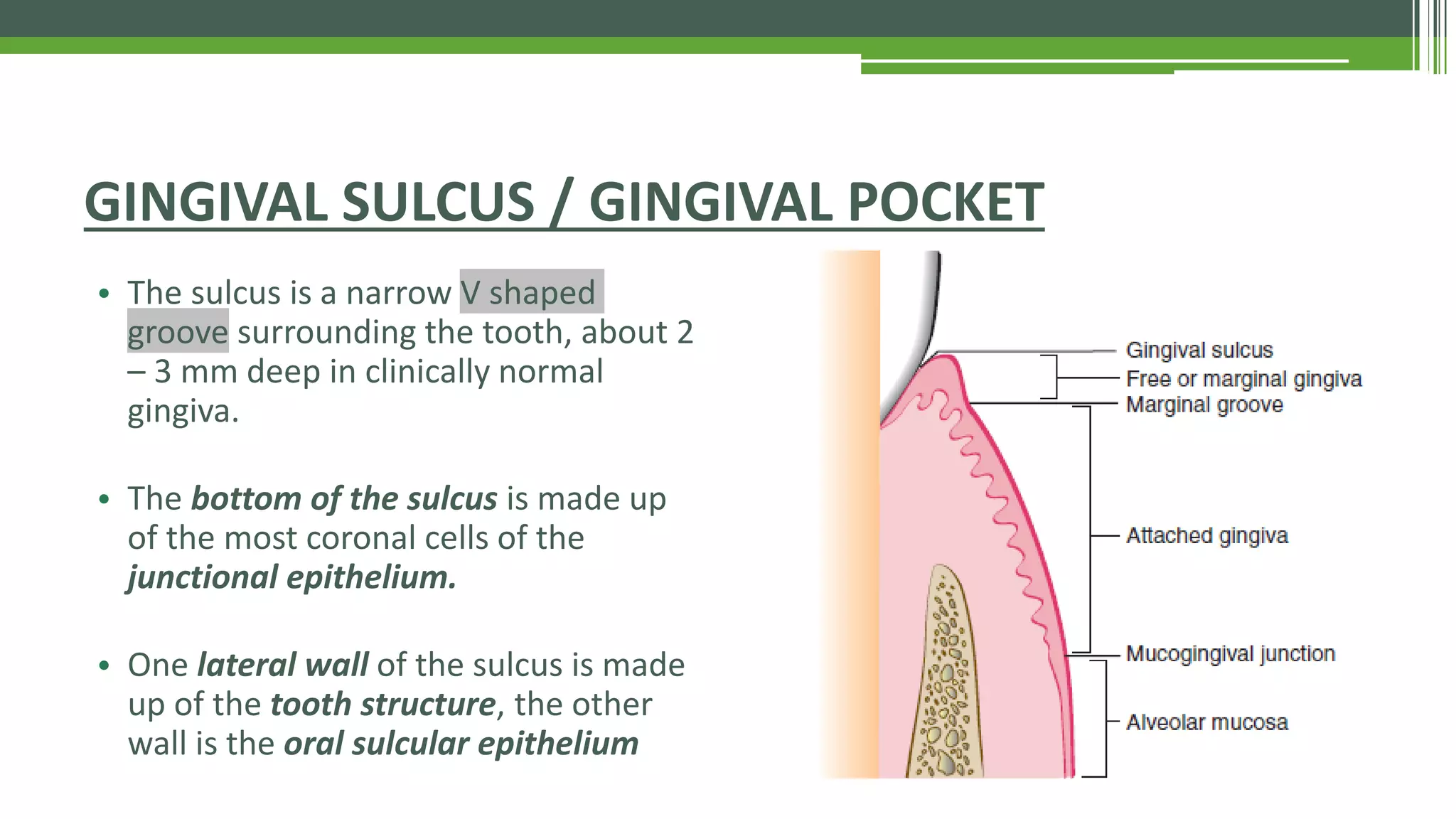 Clinical Periodontology - Introduction & Anatomy | PDF