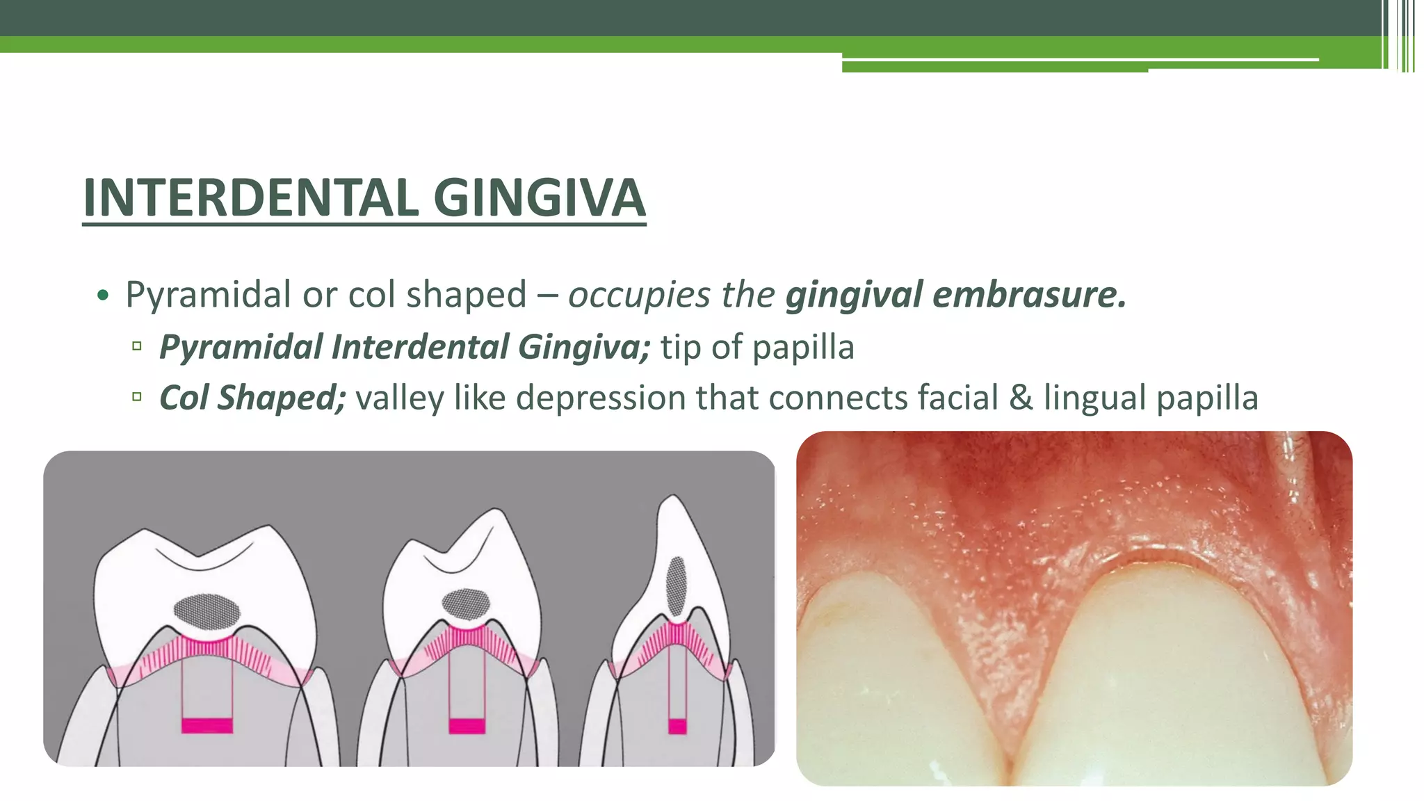 Clinical Periodontology - Introduction & Anatomy | PDF