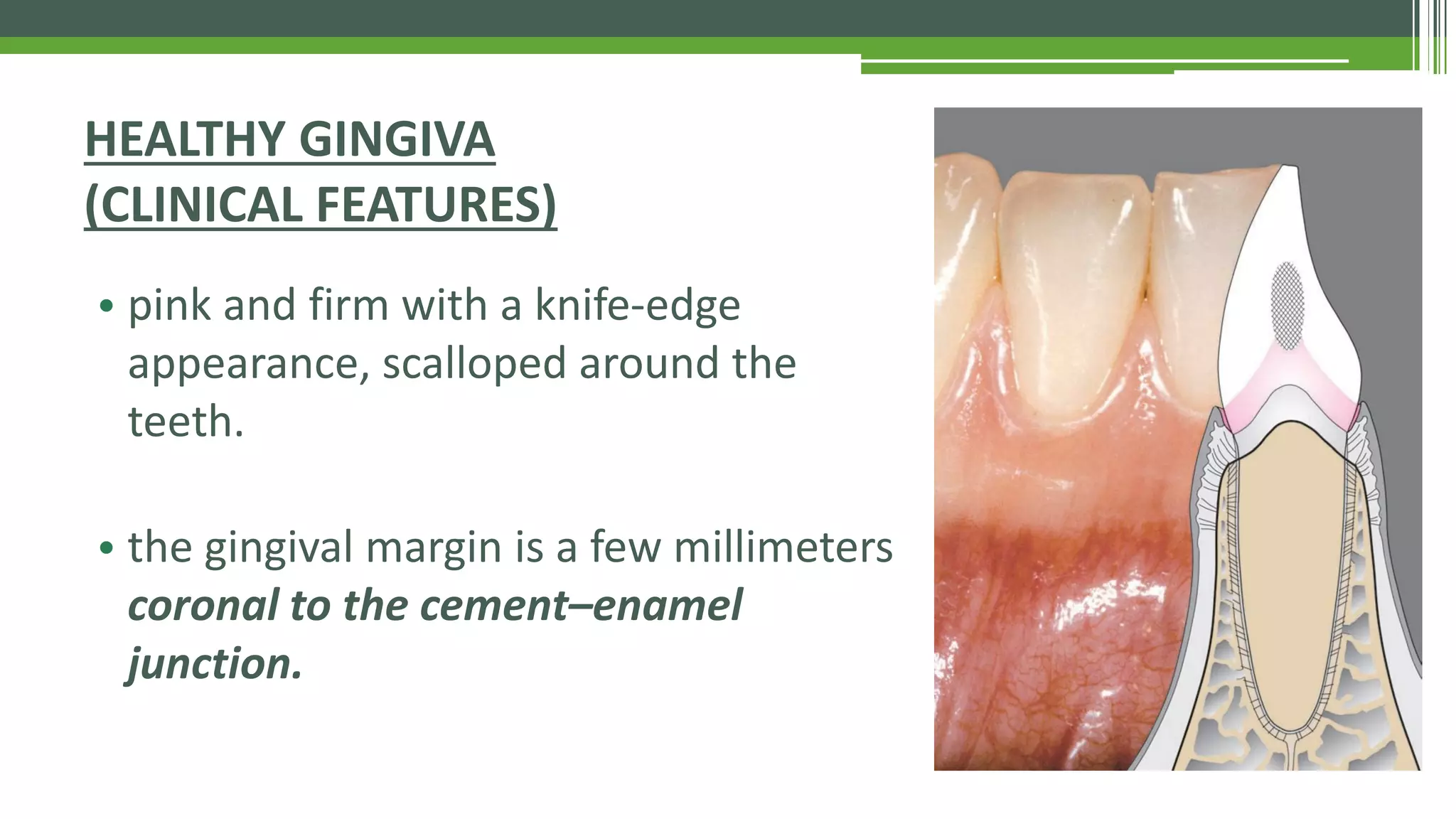 Clinical Periodontology - Introduction & Anatomy | PDF