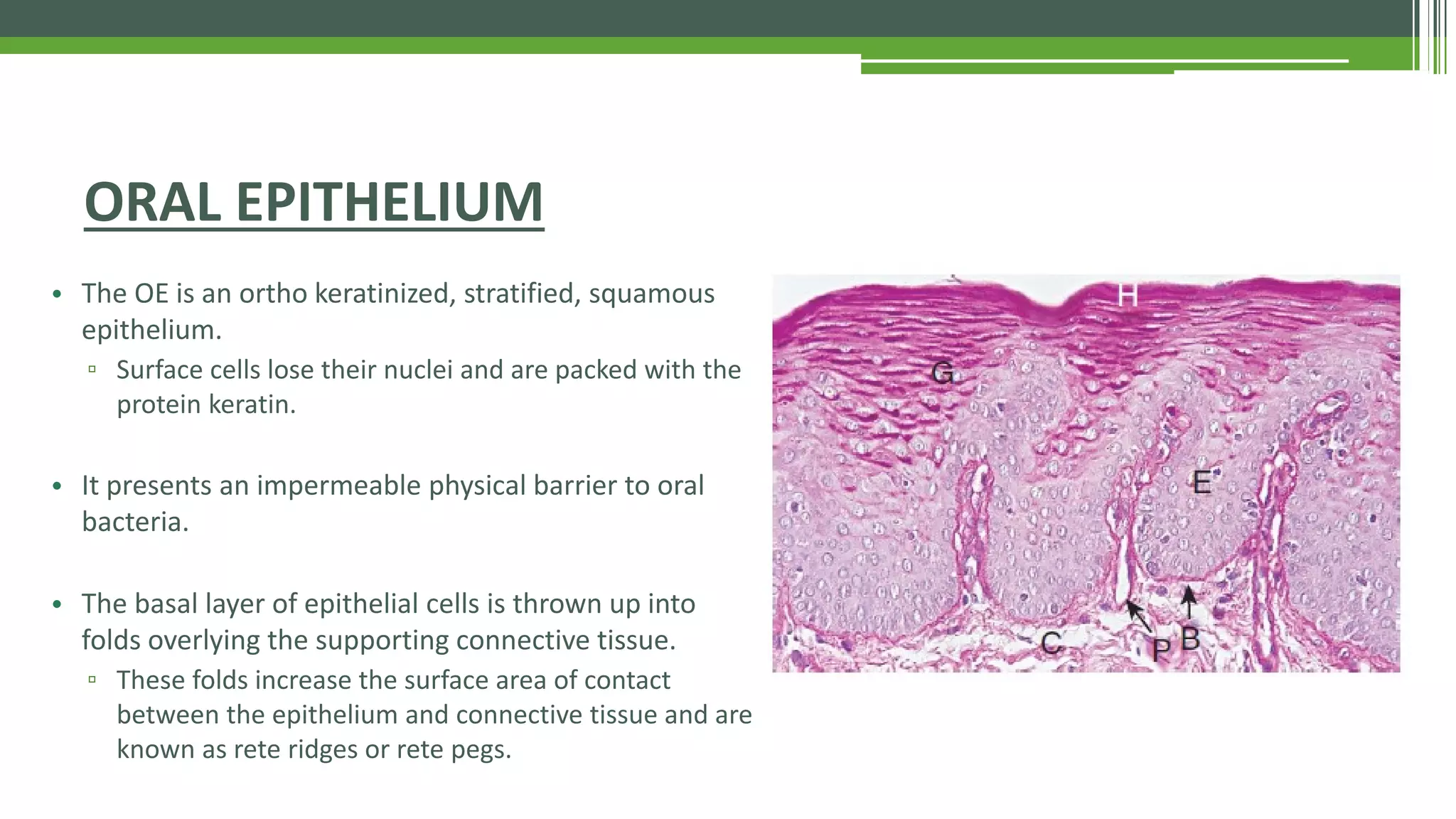 Clinical Periodontology - Introduction & Anatomy | PDF