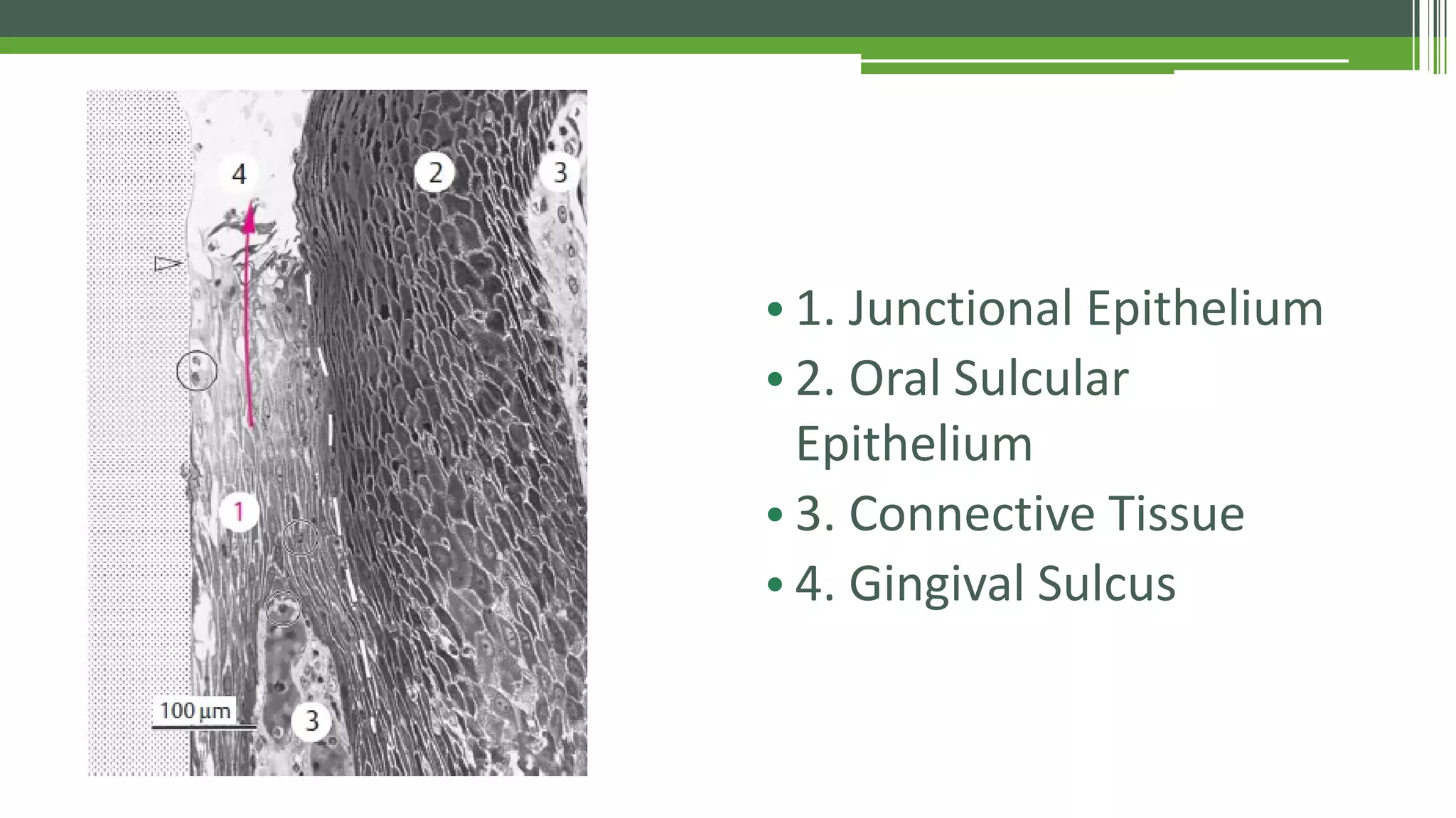 Clinical Periodontology - Introduction & Anatomy | PDF