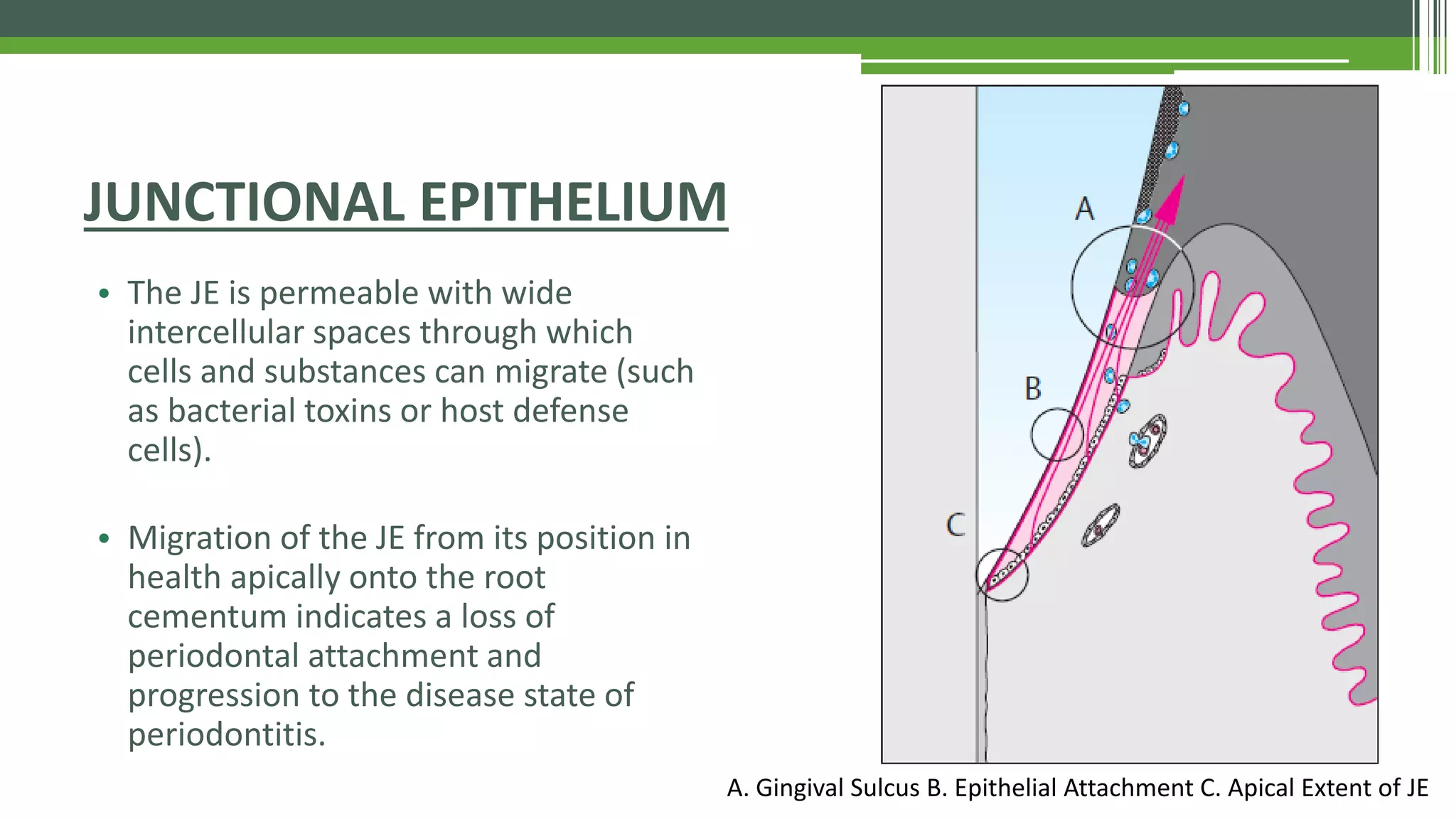 Clinical Periodontology - Introduction & Anatomy | PDF