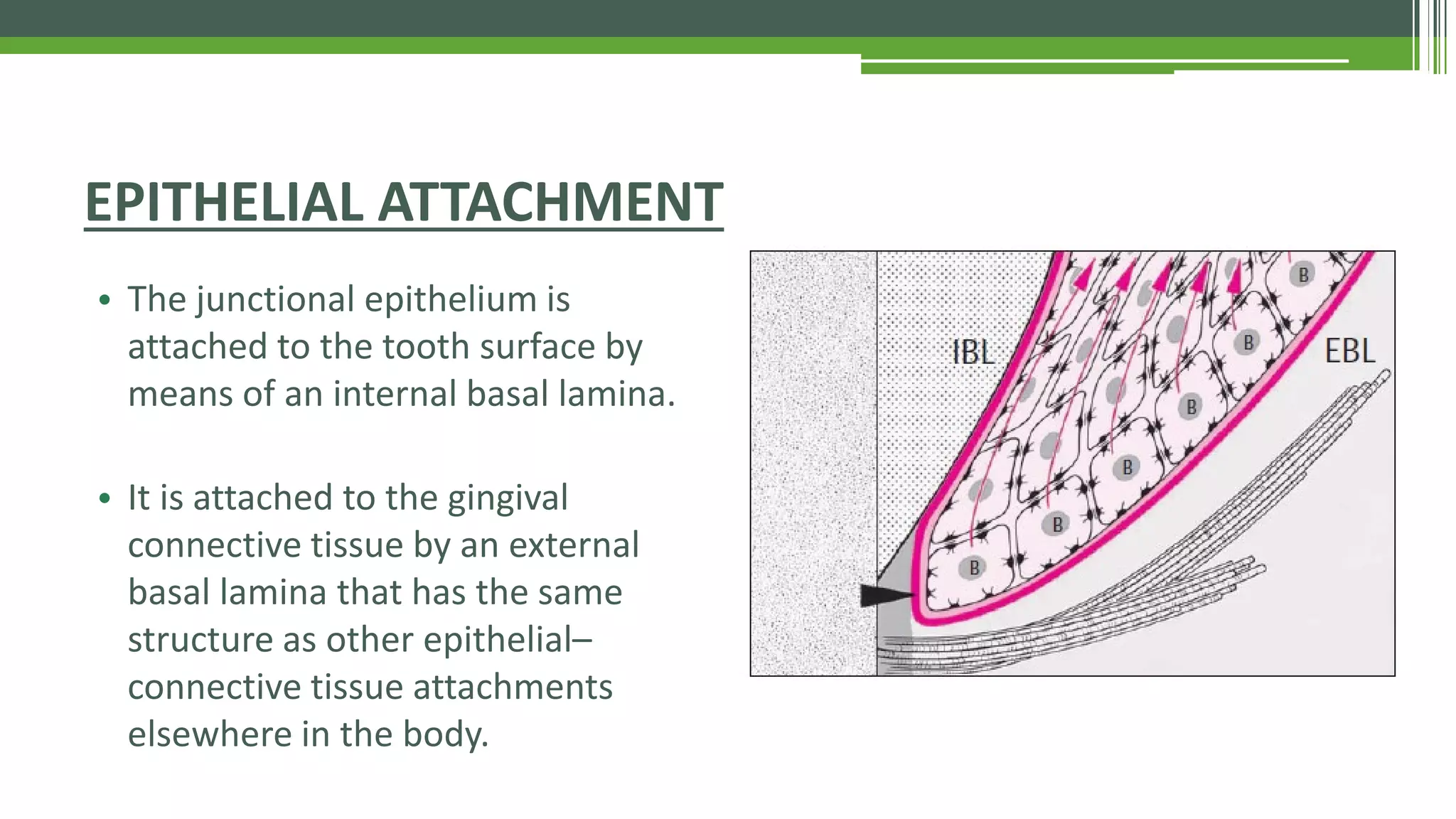 Clinical Periodontology - Introduction & Anatomy | PDF