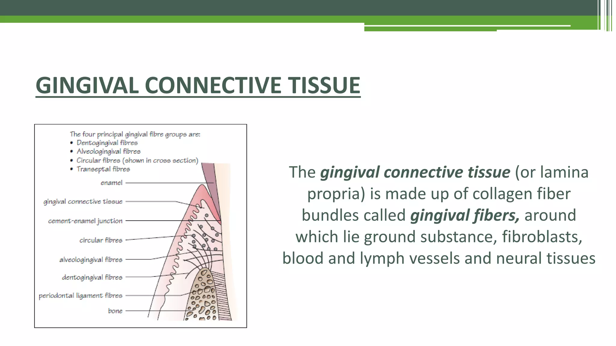Clinical Periodontology - Introduction & Anatomy | PDF