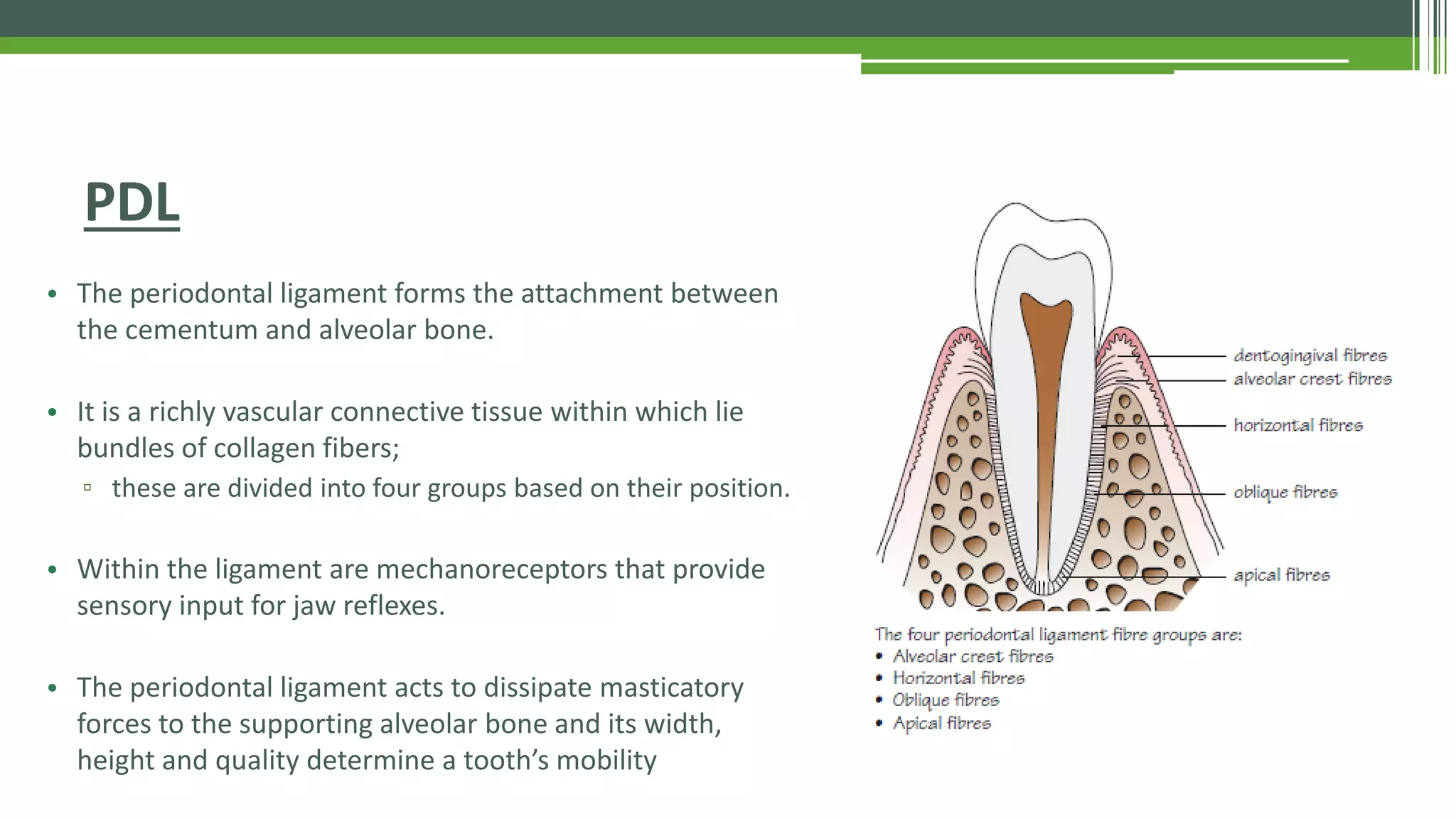 Clinical Periodontology - Introduction & Anatomy | PDF