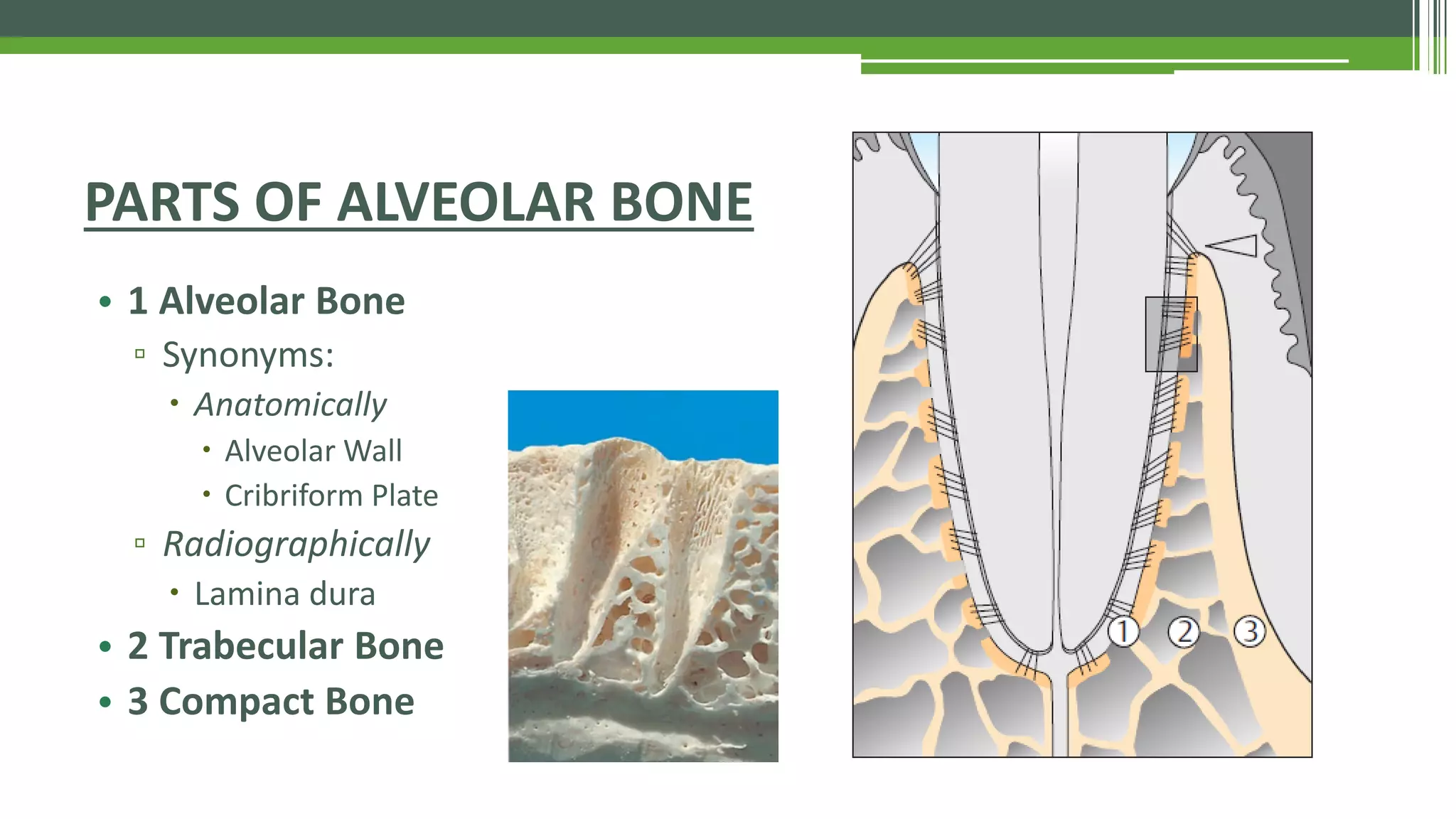 Clinical Periodontology - Introduction & Anatomy | PDF