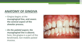 Clinical Periodontology - Introduction & Anatomy | PDF