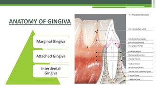 Clinical Periodontology - Introduction & Anatomy | PDF