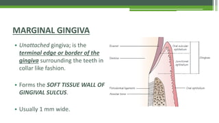 Clinical Periodontology - Introduction & Anatomy | PDF