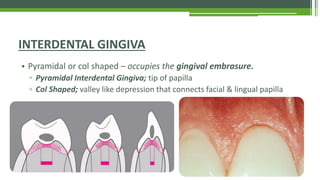 Clinical Periodontology - Introduction & Anatomy | PDF