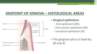 Clinical Periodontology - Introduction & Anatomy | PDF