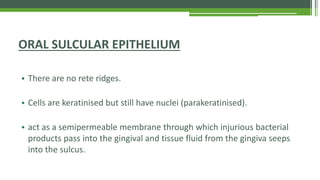 Clinical Periodontology - Introduction & Anatomy | PDF