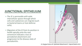 Clinical Periodontology - Introduction & Anatomy | PDF