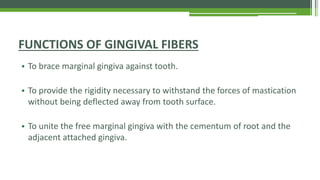 Clinical Periodontology - Introduction & Anatomy | PDF