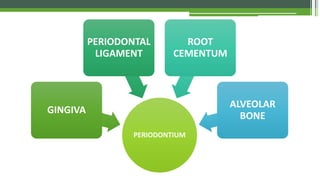 Clinical Periodontology - Introduction & Anatomy | PDF