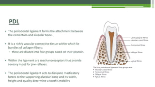 Clinical Periodontology - Introduction & Anatomy | PDF