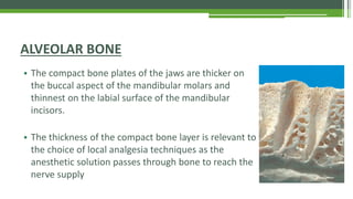 Clinical Periodontology - Introduction & Anatomy | PDF