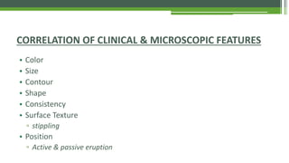 Clinical Periodontology - Introduction & Anatomy | PDF