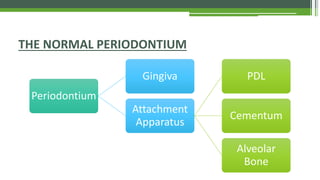 Clinical Periodontology - Introduction & Anatomy | PDF