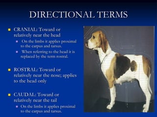 Introduction anatomy 2 2021 | PPT