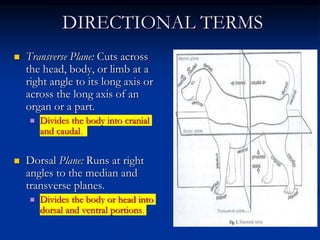 Introduction anatomy 2 2021 | PPT