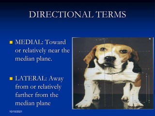 Introduction anatomy 2 2021 | PPT