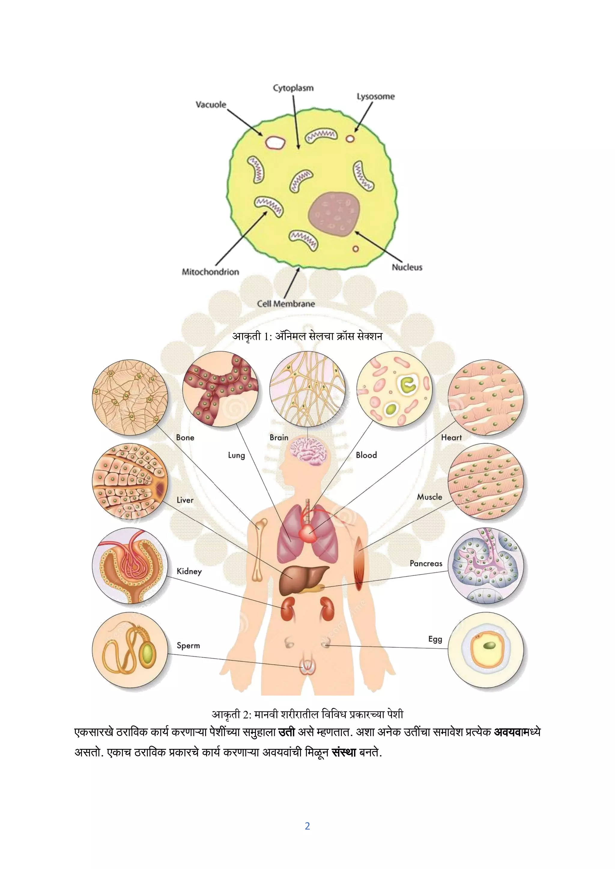 Introduction anatomy and physiology ghantali diploma - marathi | PDF