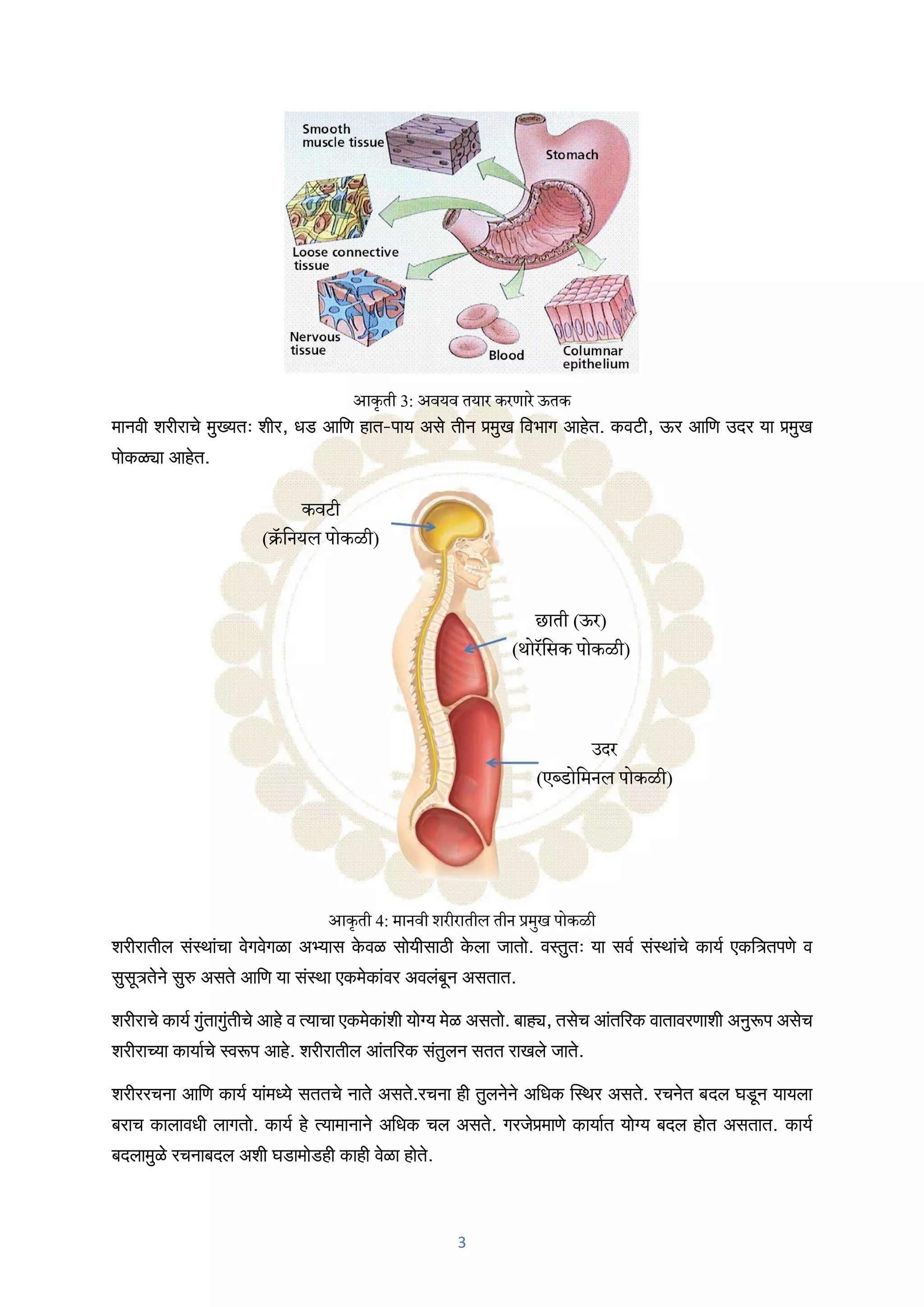 Introduction anatomy and physiology ghantali diploma - marathi | PDF