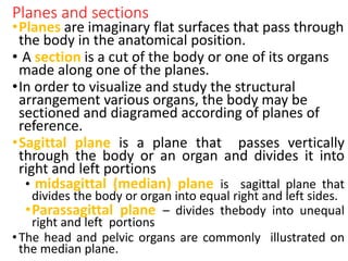 introduction anatomyu.pptx anatomy of nursing | PPTX