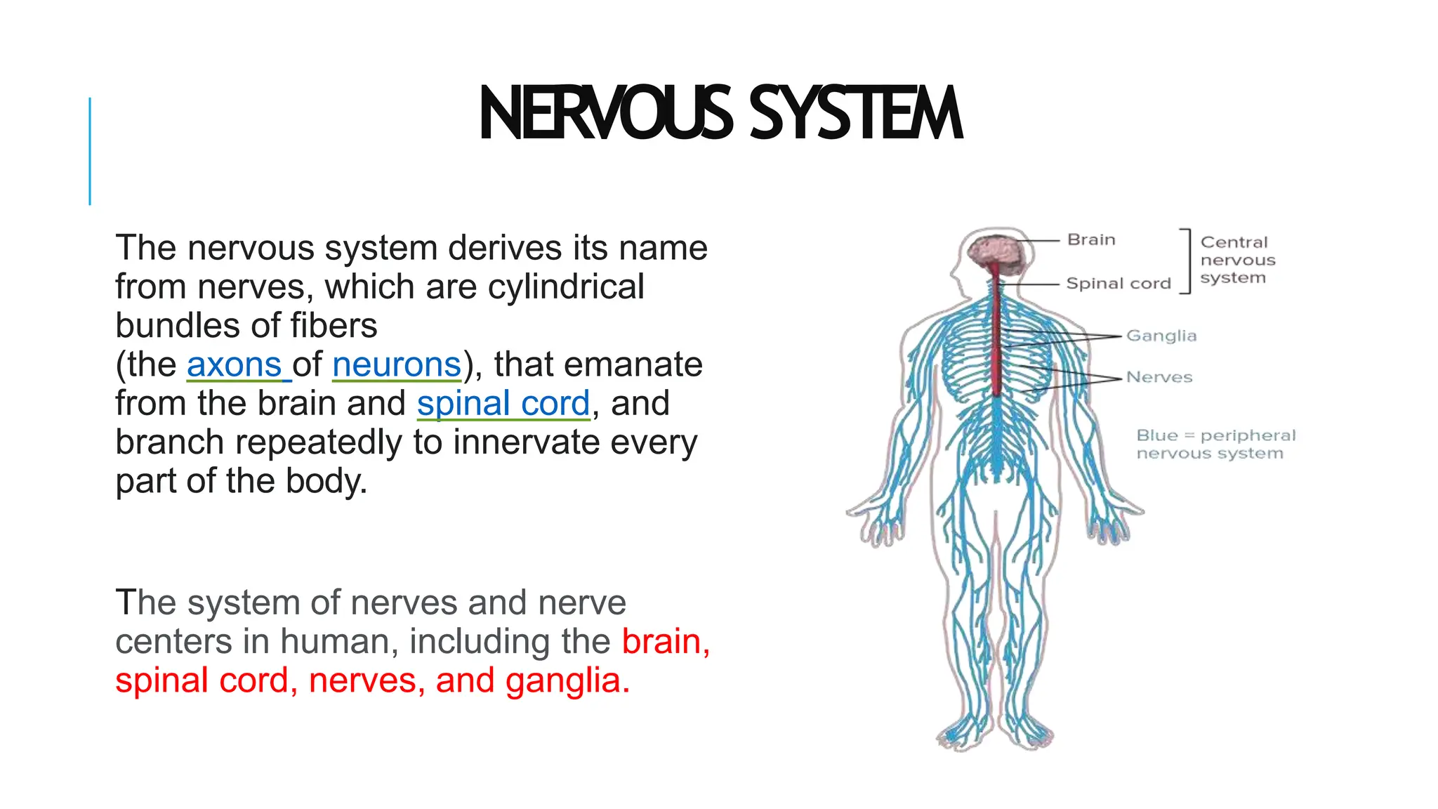 INTRODUCTION AND CLASSIFICATION OF NERVOUS SYSTEM (2).pptx