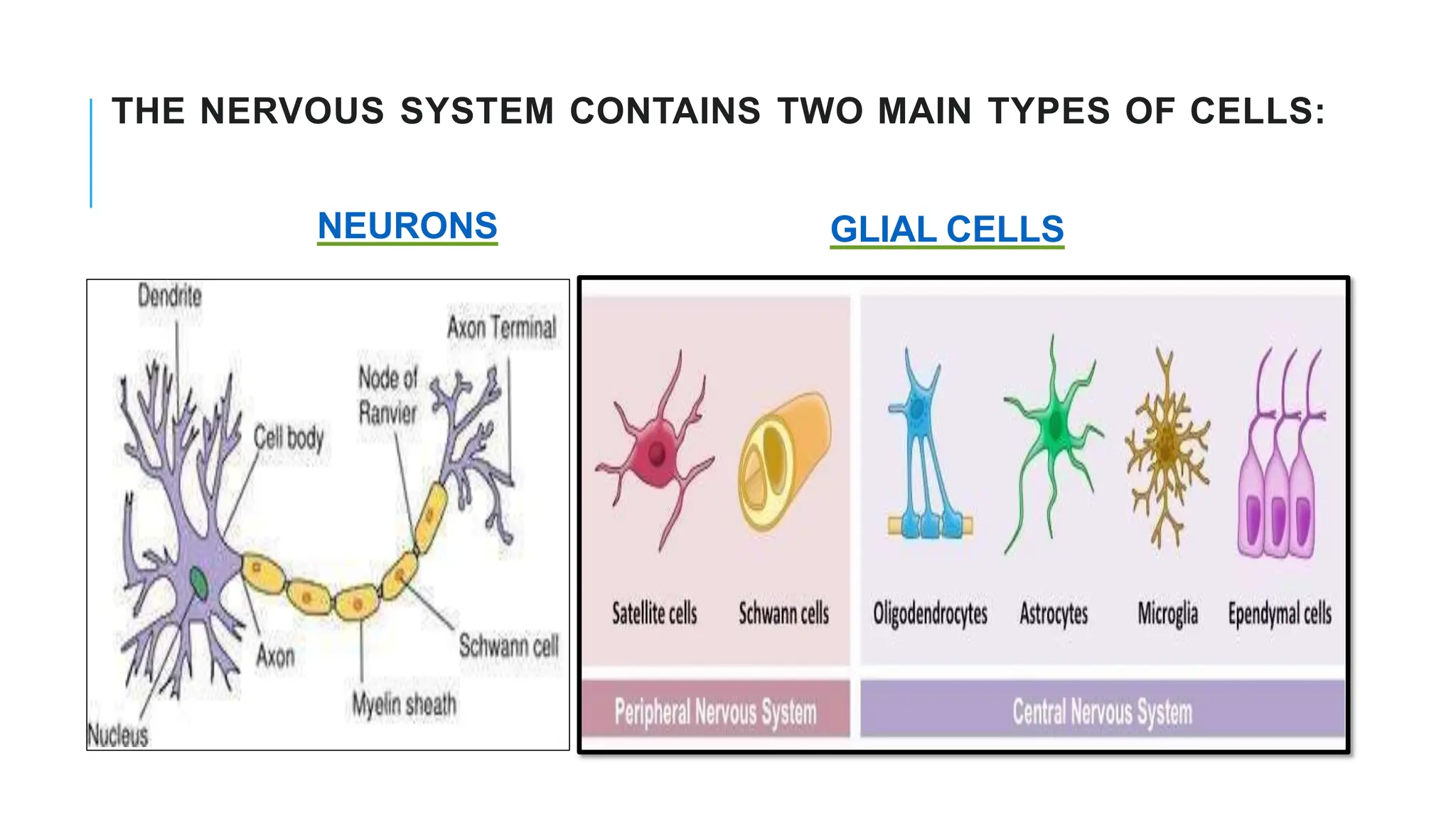 INTRODUCTION AND CLASSIFICATION OF NERVOUS SYSTEM (2).pptx