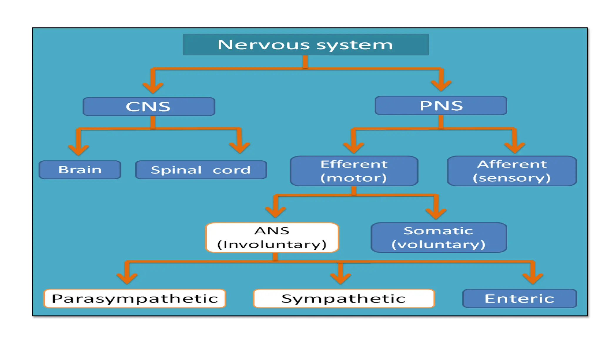 INTRODUCTION AND CLASSIFICATION OF NERVOUS SYSTEM (2).pptx