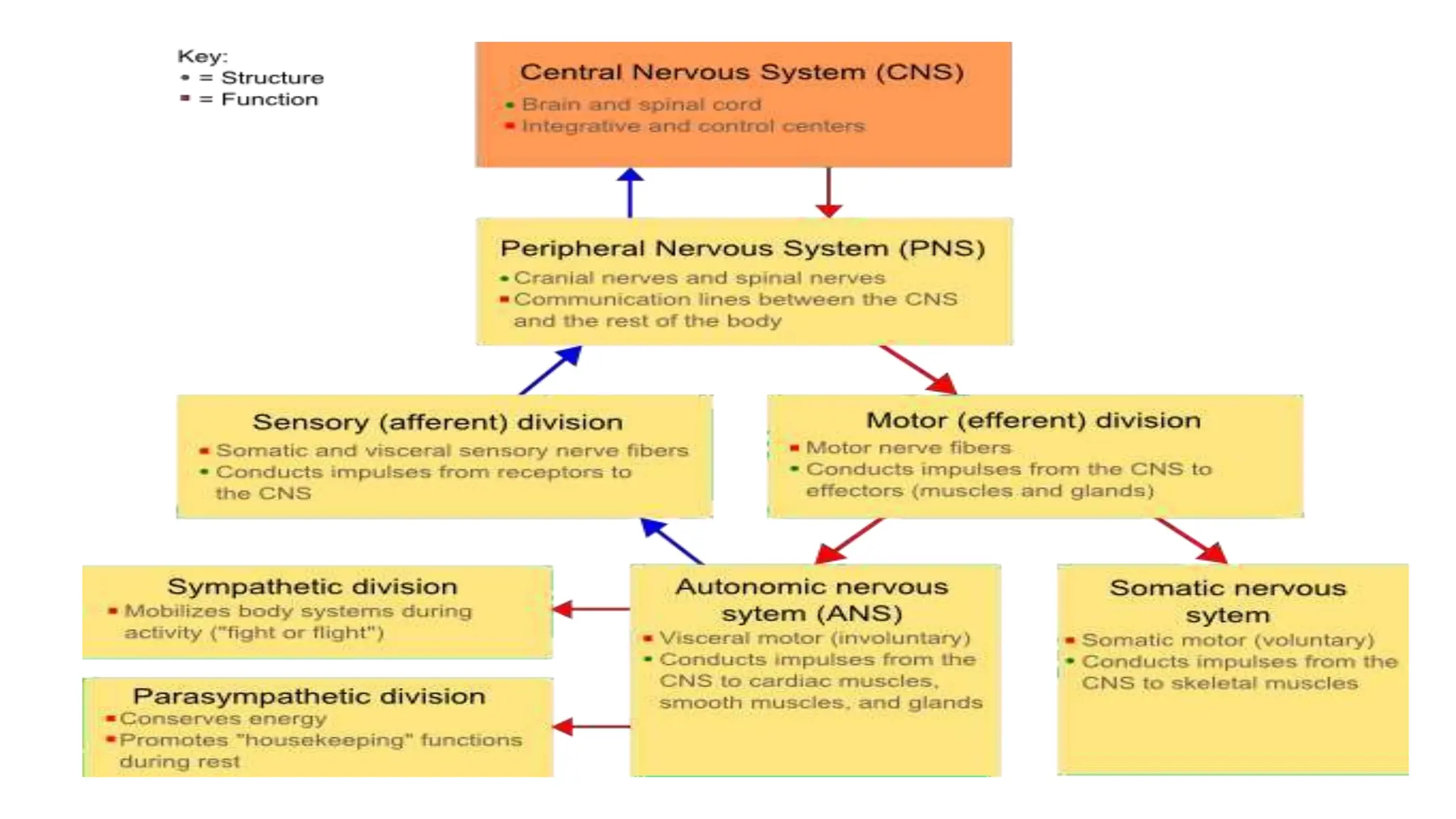 INTRODUCTION AND CLASSIFICATION OF NERVOUS SYSTEM (2).pptx