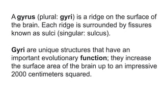 INTRODUCTION AND CLASSIFICATION OF NERVOUS SYSTEM (2).pptx