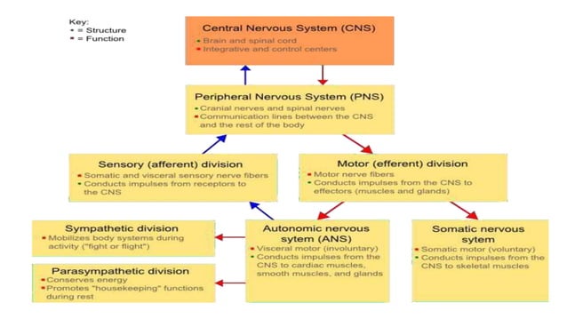 INTRODUCTION AND CLASSIFICATION OF NERVOUS SYSTEM (2).pptx