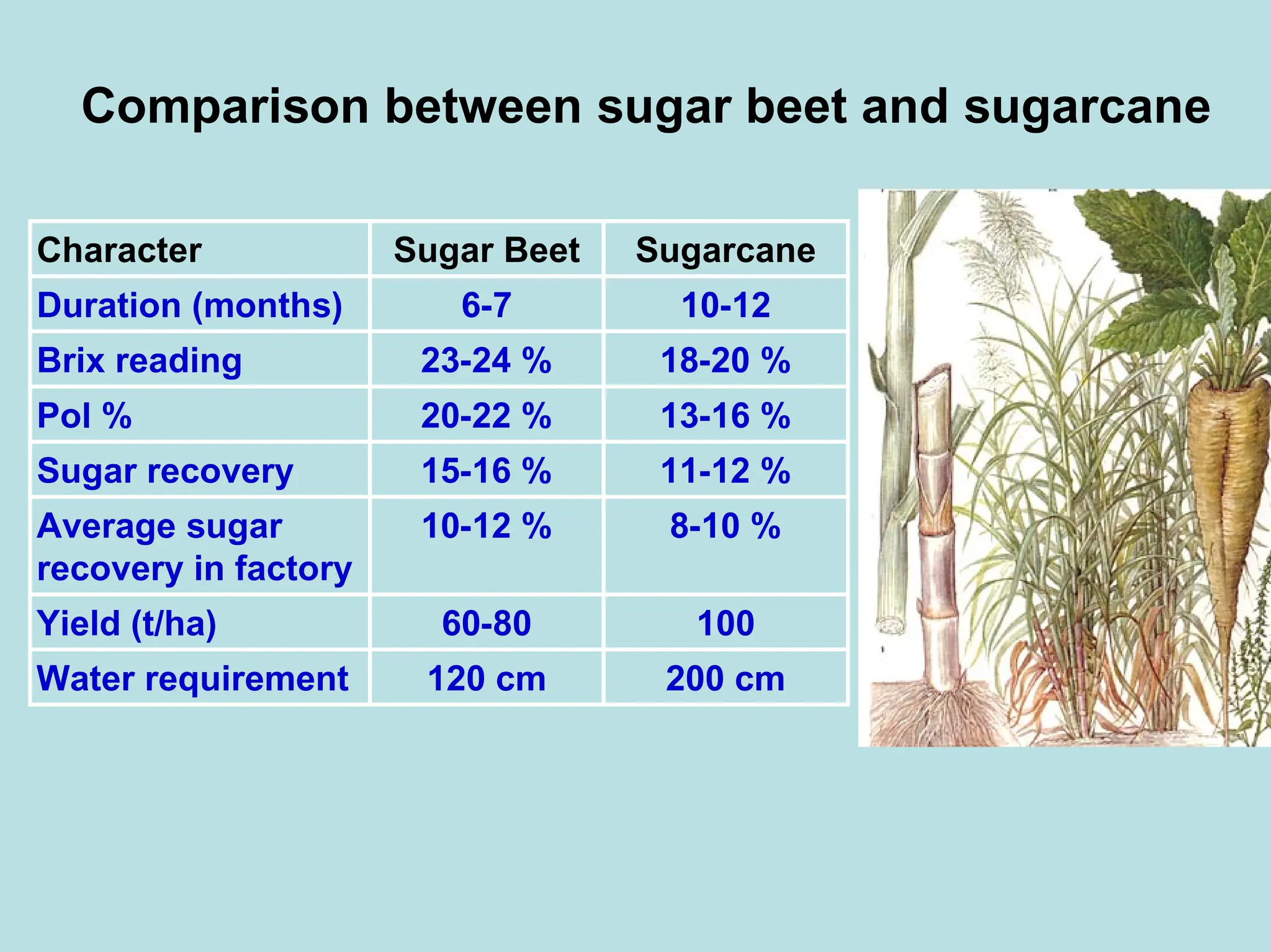 Introduction and feasibility of tropical Sugar Beet - Tamil Nadu ....pdf