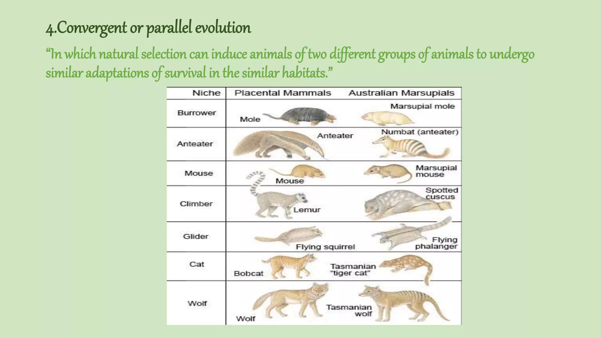 Introduction and importance of biological evolution | PPTX