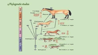 Introduction and importance of biological evolution | PPTX