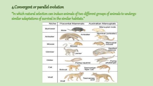 What is evolutionary biology - niomdocu