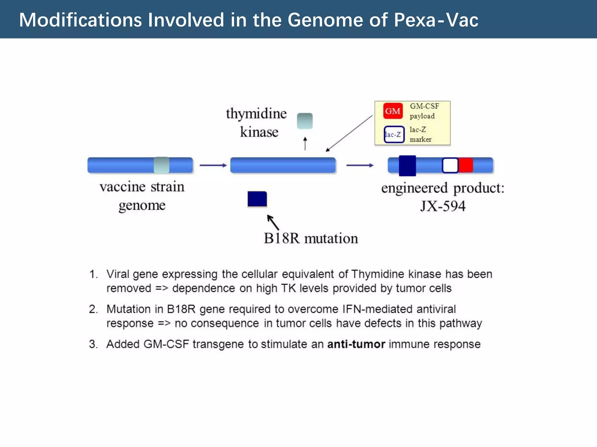 Introduction and Mechanism of Oncolytic Virus Therapy.pdf