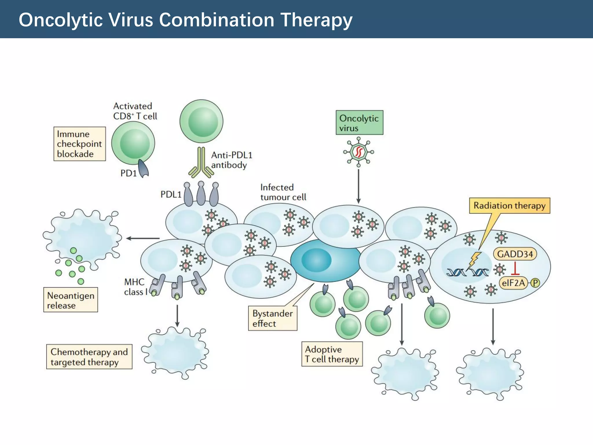 Introduction and Mechanism of Oncolytic Virus Therapy.pdf