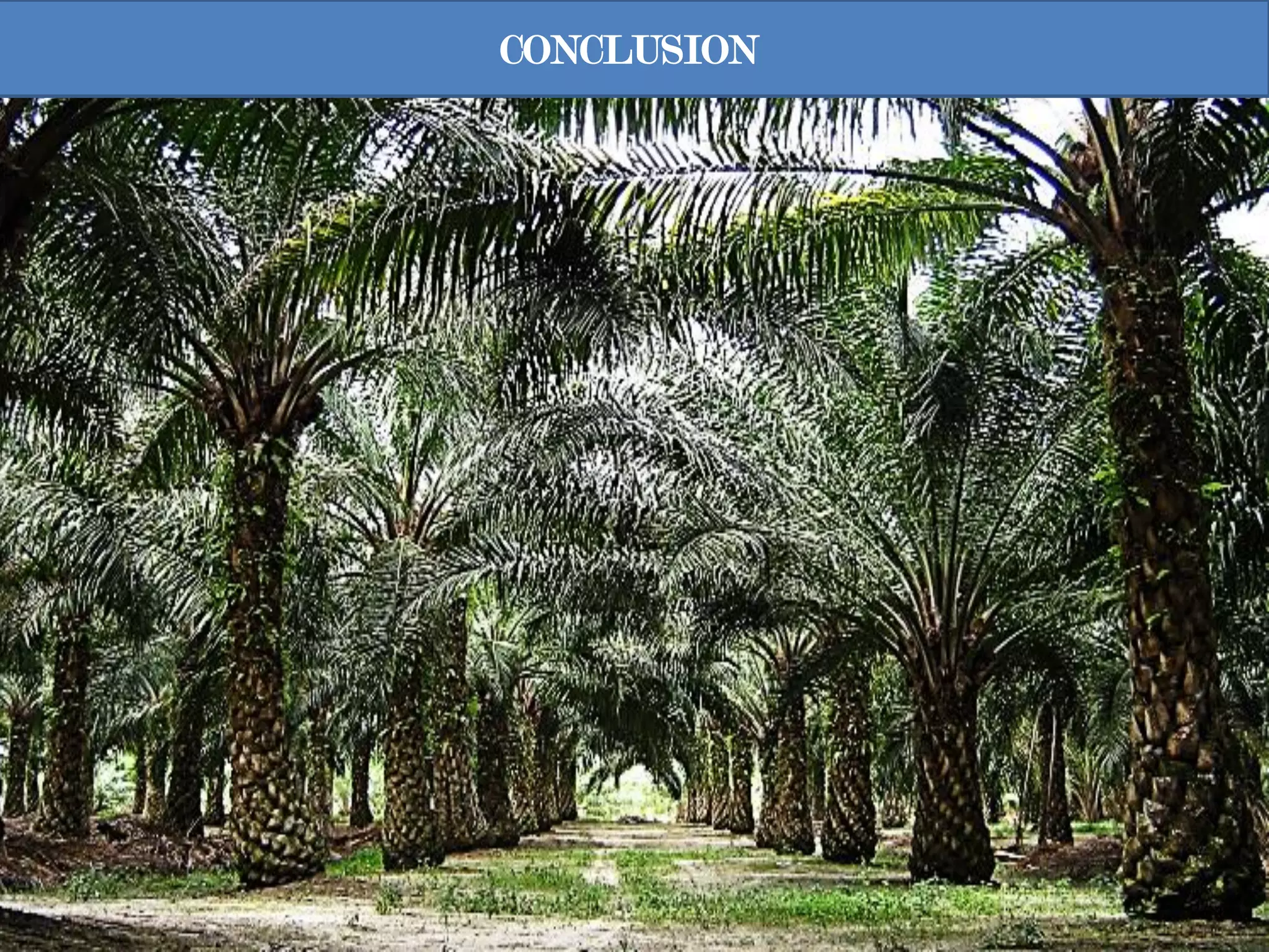 Introduction and overview on palm oil market in Egypt | PDF