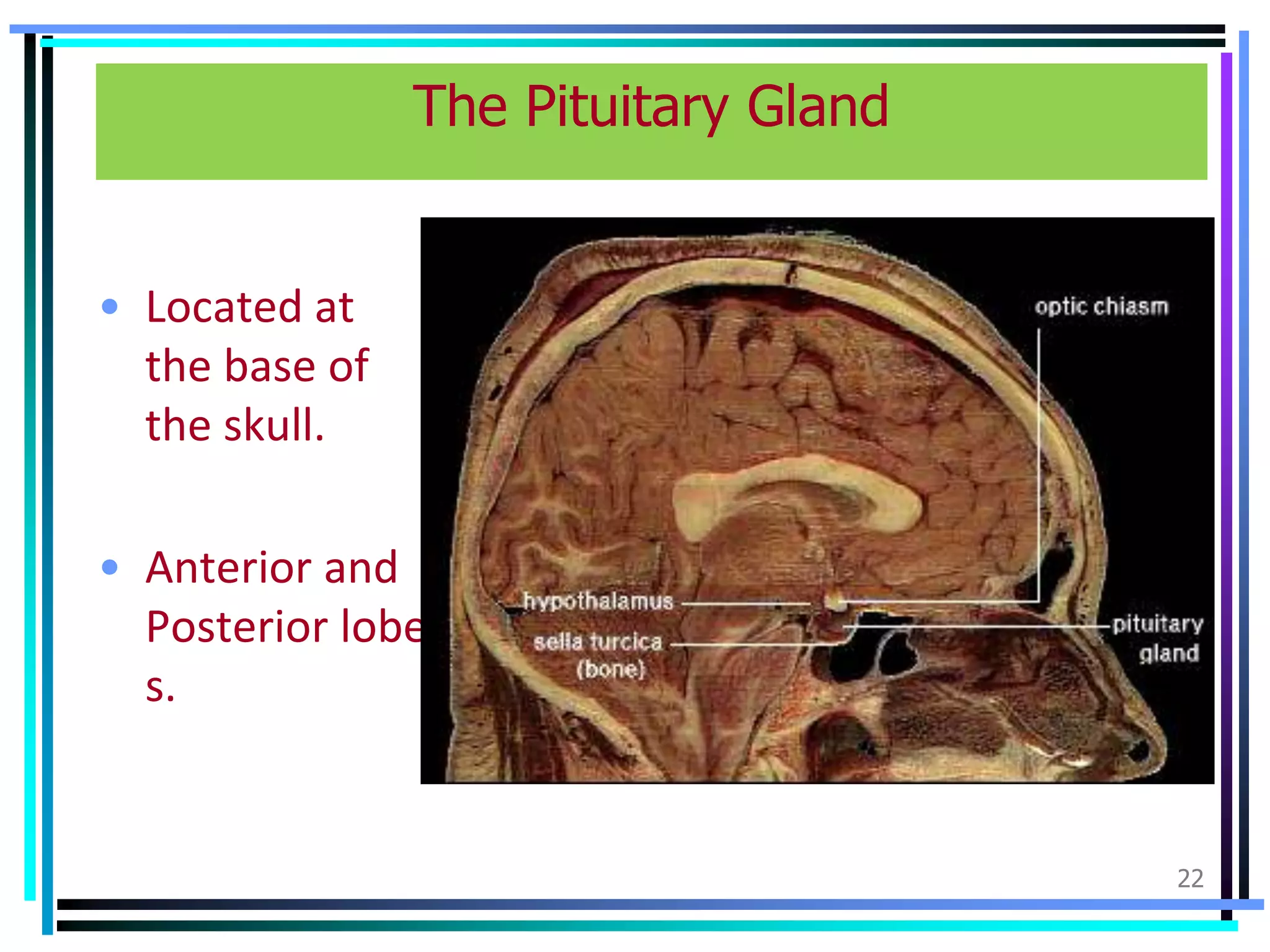 Introduction to endocrine system and pituitary gland | PPTX