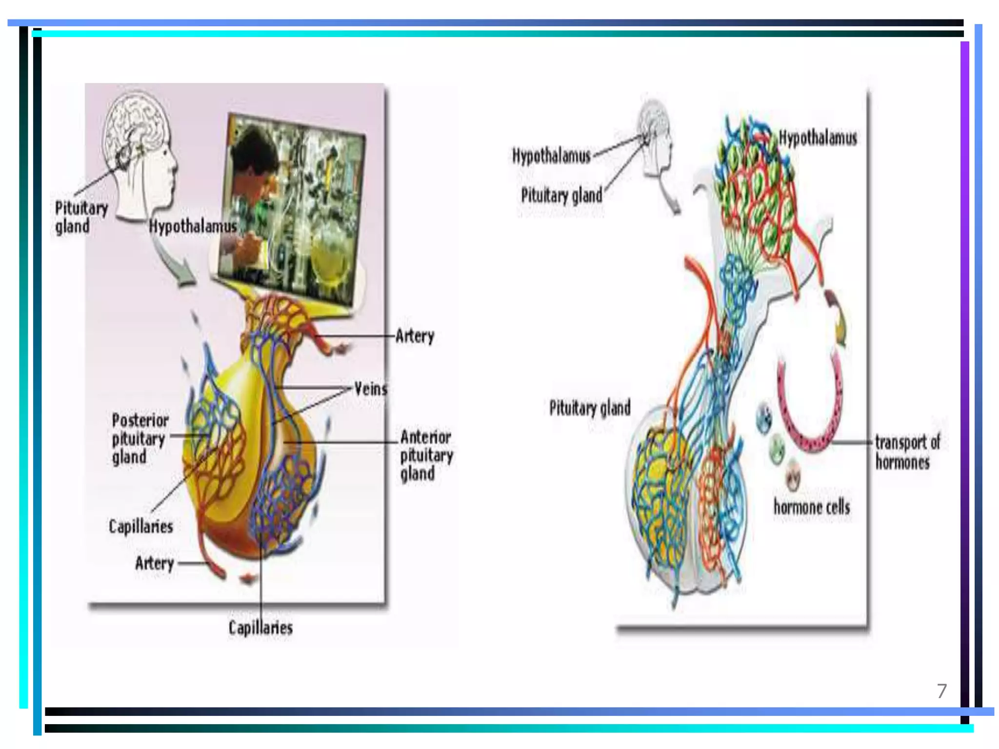 Introduction to endocrine system and pituitary gland | PPTX