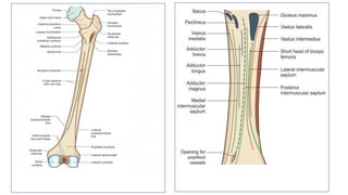 Introduction & anerior thigh muscle.pptx